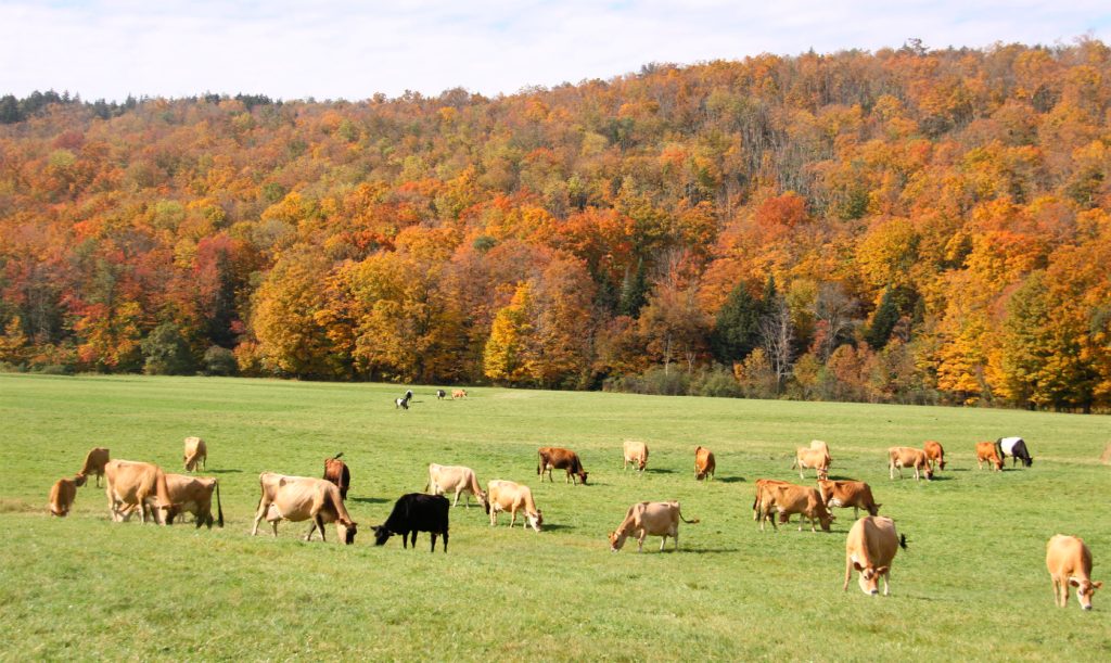 Autumn in Vermont - Foliage, Flavor, and a Scenic Escape in Bennington ...